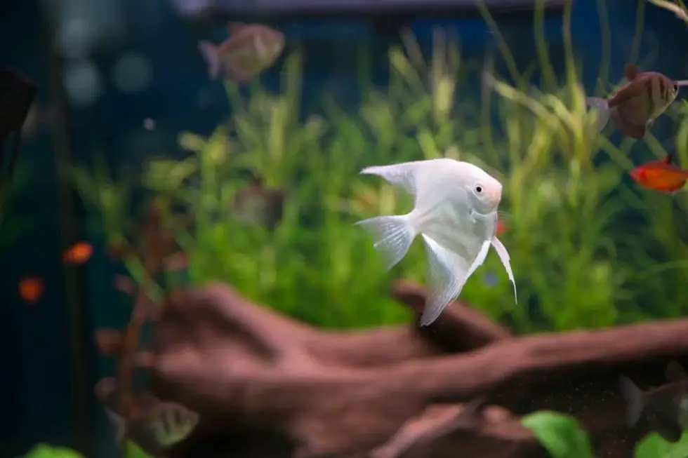 Do Fish Get Tired Of Swimming? | Fish Keeper Guide